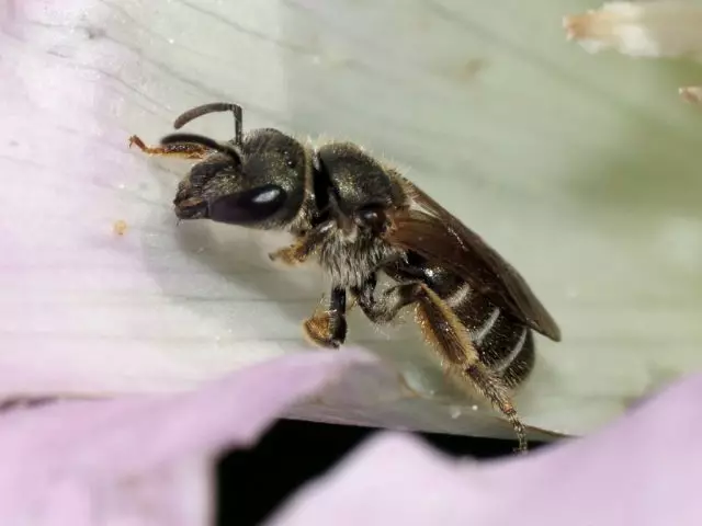 Aarte vu Bienen: Foto mam Numm a Beschreiwung, Himalaya, Blateschneider, Bashkir, Kaukasesch 8979_13