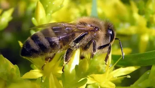 Aarte vu Bienen: Foto mam Numm a Beschreiwung, Himalaya, Blateschneider, Bashkir, Kaukasesch 8979_14