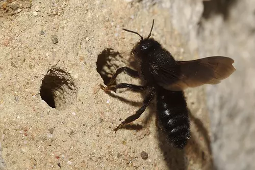 Types of bees: photo with name and description, Himalayan, leaf cutter, Bashkir, Caucasian 8979_17