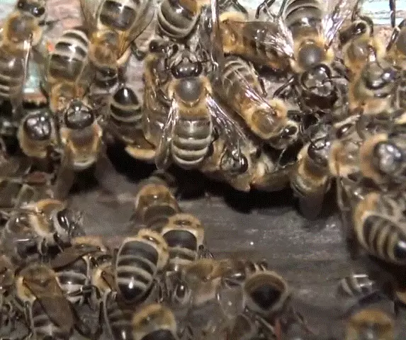 Aarte vu Bienen: Foto mam Numm a Beschreiwung, Himalaya, Blateschneider, Bashkir, Kaukasesch 8979_18