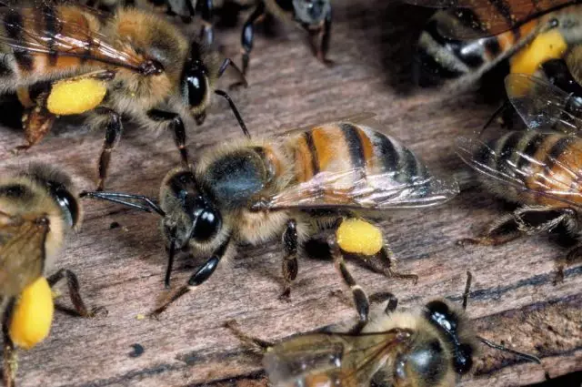 Aarte vu Bienen: Foto mam Numm a Beschreiwung, Himalaya, Blateschneider, Bashkir, Kaukasesch 8979_19