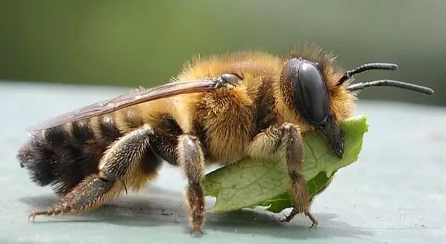 Types of bees: photo with name and description, Himalayan, leaf cutter, Bashkir, Caucasian 8979_2