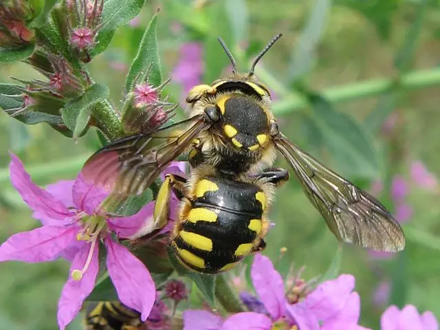 Aarte vu Bienen: Foto mam Numm a Beschreiwung, Himalaya, Blateschneider, Bashkir, Kaukasesch 8979_21