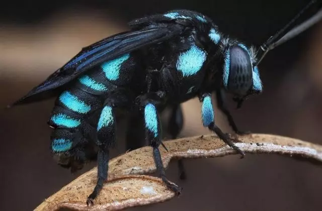 Aarte vu Bienen: Foto mam Numm a Beschreiwung, Himalaya, Blateschneider, Bashkir, Kaukasesch 8979_22