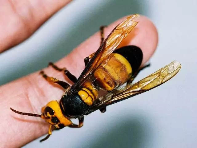 Aarte vu Bienen: Foto mam Numm a Beschreiwung, Himalaya, Blateschneider, Bashkir, Kaukasesch 8979_23