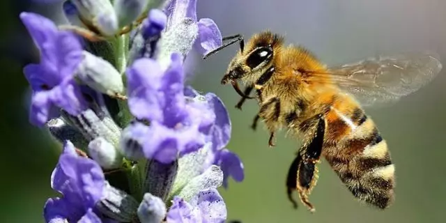 Types of bees: photo with name and description, Himalayan, leaf cutter, Bashkir, Caucasian 8979_27