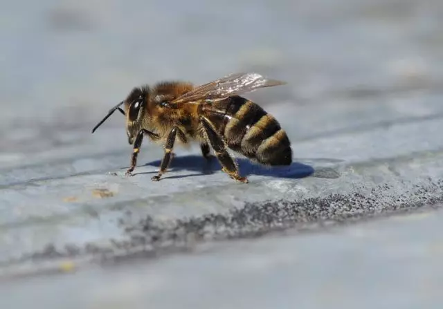 Aarte vu Bienen: Foto mam Numm a Beschreiwung, Himalaya, Blateschneider, Bashkir, Kaukasesch 8979_30