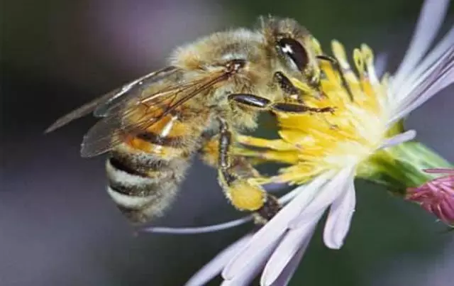 Types of bees: photo with name and description, Himalayan, leaf cutter, Bashkir, Caucasian 8979_34