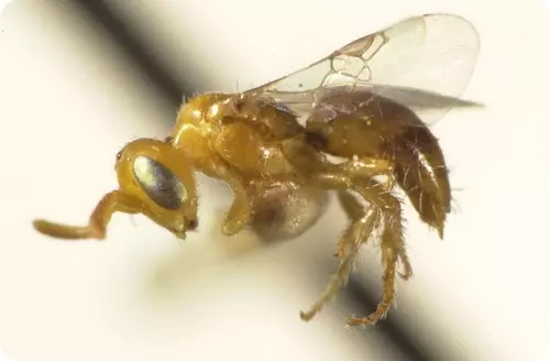 Aarte vu Bienen: Foto mam Numm a Beschreiwung, Himalaya, Blateschneider, Bashkir, Kaukasesch 8979_39