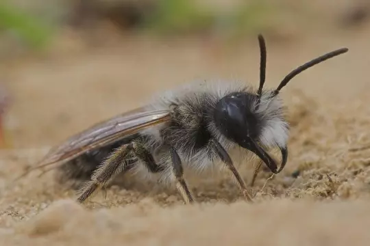 Aarte vu Bienen: Foto mam Numm a Beschreiwung, Himalaya, Blateschneider, Bashkir, Kaukasesch 8979_5