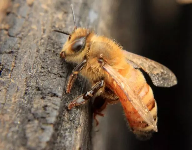 Types of bees: photo with name and description, Himalayan, leaf cutter, Bashkir, Caucasian 8979_6