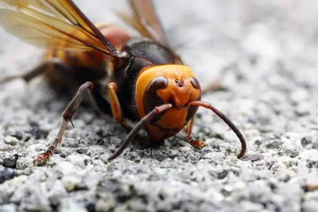 Aarte vu Bienen: Foto mam Numm a Beschreiwung, Himalaya, Blateschneider, Bashkir, Kaukasesch 8979_7