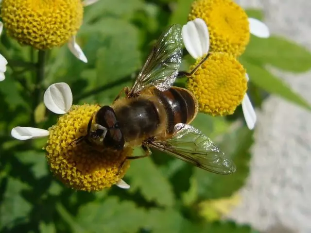 Types of bees: photo with name and description, Himalayan, leaf cutter, Bashkir, Caucasian 8979_9