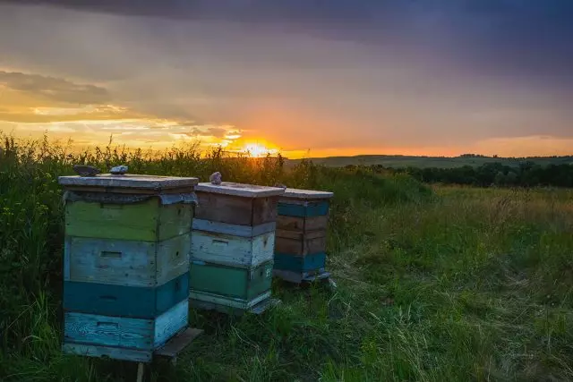 Gumagana ang taglagas sa apiary: pag-aalaga ng mga bees, paglipat sa isa pang pugad, pagbabago ng mga kolonya ng bee, pag-iwas 9007_1