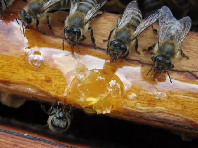 Autumn work in the apiary: caring for bees, transplanting to another hive, revision of bee colonies, prevention 9007_2