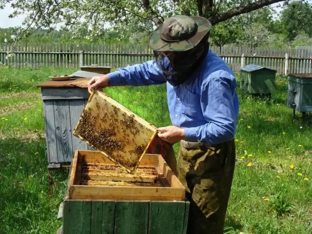 Gumagana ang taglagas sa apiary: pag-aalaga ng mga bees, paglipat sa isa pang pugad, pagbabago ng mga kolonya ng bee, pag-iwas 9007_3