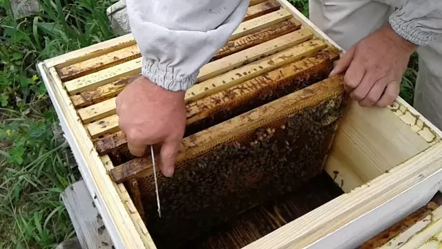 Gumagana ang taglagas sa apiary: pag-aalaga ng mga bees, paglipat sa isa pang pugad, pagbabago ng mga kolonya ng bee, pag-iwas 9007_8