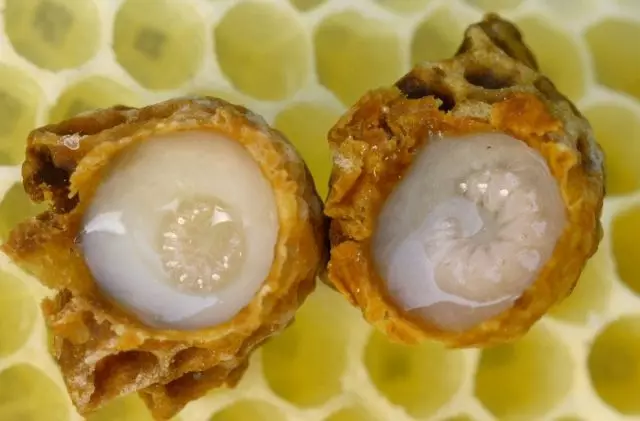 Royal jelly: unsa kini gikan, mga kaayohan ug kadaot, paggamit, mga contraindication 9009_1