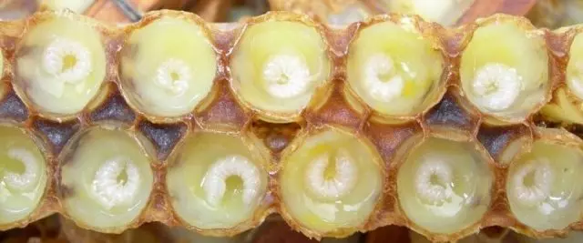 Royal jelly: unsa kini gikan, mga kaayohan ug kadaot, paggamit, mga contraindication 9009_14