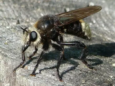 Včelie choroby: akaróza, brauloza, vírusová paralýza, hnačka, hafniasis, ako liečiť 9012_13