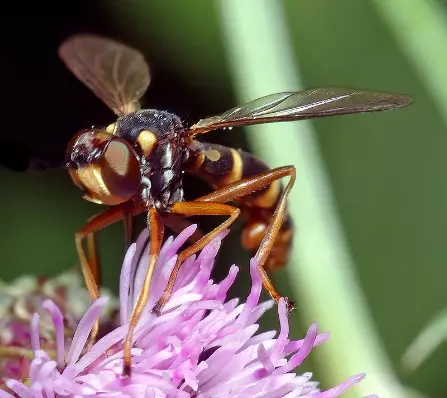 Bienenkrankheiten: Akarose, Braulose, Viruslähmung, Durchfall, Hafniasis, Behandlung 9012_14