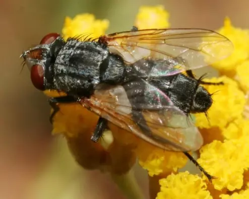 Včelie choroby: akaróza, brauloza, vírusová paralýza, hnačka, hafniasis, ako liečiť 9012_15