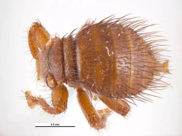 Bienenkrankheiten: Akarose, Braulose, Viruslähmung, Durchfall, Hafniasis, Behandlung 9012_19