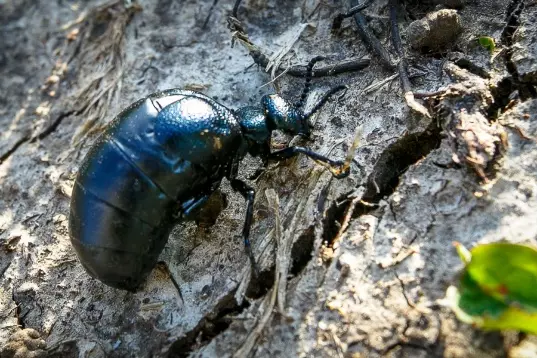 Včelie choroby: akaróza, brauloza, vírusová paralýza, hnačka, hafniasis, ako liečiť 9012_20