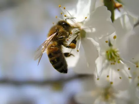 Binsjukdomar: akaros, braulos, viral förlamning, diarré, hafniasis, hur man behandlar 9012_23