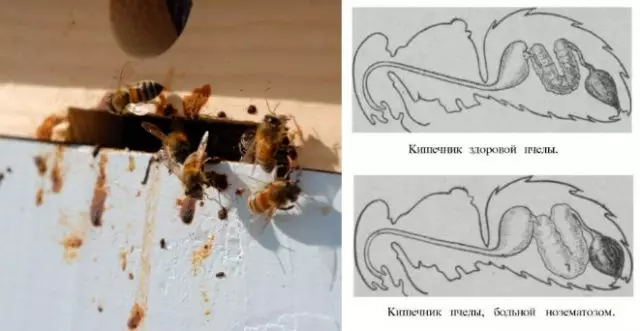 Erleen gaixotasunak: akarosia, braulosia, paralisia birikoa, beherakoa, hafniasia, nola tratatu 9012_42