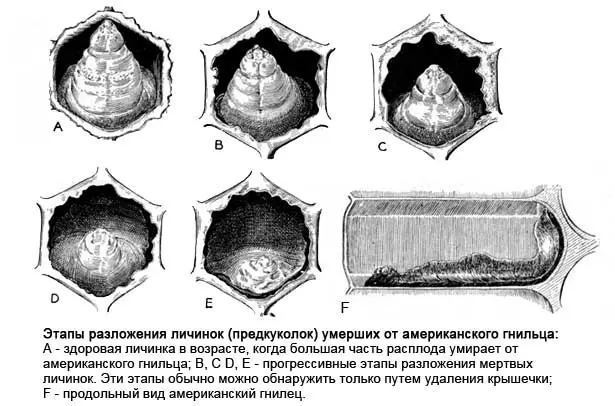 Erleen gaixotasunak: akarosia, braulosia, paralisia birikoa, beherakoa, hafniasia, nola tratatu 9012_9