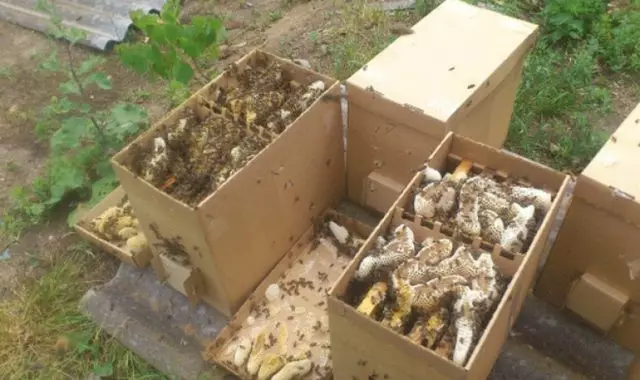 Paquetes de abejas: que es, desarrollo, trasplante de abejas a la colmena Dadan. 9019_2