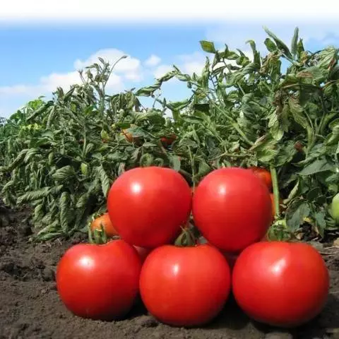 Tomato Aswon F1: sharaxaad kala duwan, sawiro, dib u eegis