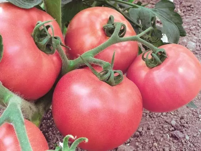 Tomate Pink Miracle: barietatearen ezaugarriak eta deskribapena 902_2