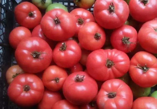 Tomate Pink Miracle: caractéristiques et description de la variété 902_4