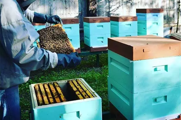 Beehives Nizhegorodets: o PPU, adolygiadau o wenynwyr 9063_3