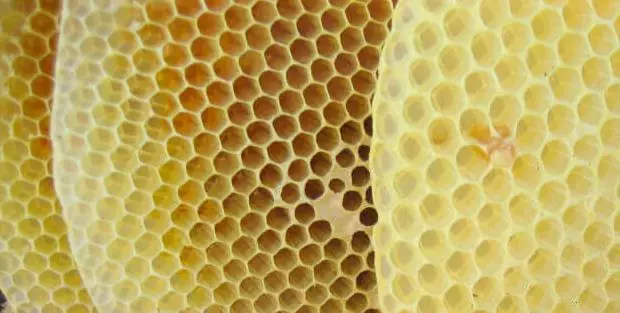 Beekeeping khoom: dab tsi yog qhov muaj txiaj ntsig tshaj plaws, kev siv dab tsi 9068_9