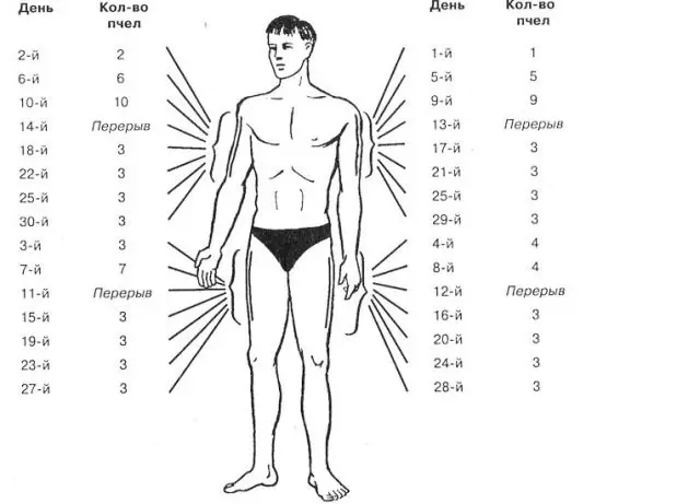 Liečba včiel: výhody a poškodenia, body bodnutia, recenzie 9071_3