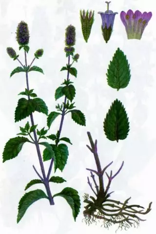 Cold mint (Bahasa Inggris): penanaman dan perawatan, fitur budidaya 9074_1