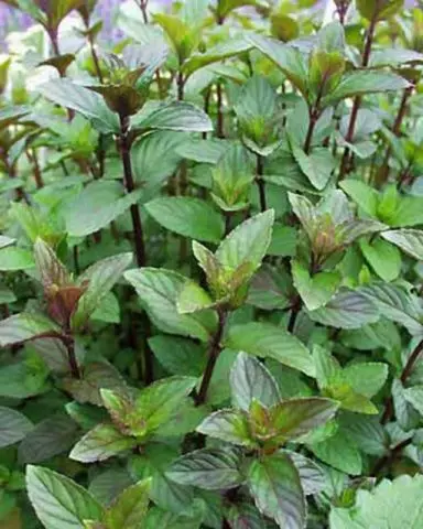 Cold mint (Bahasa Inggris): penanaman dan perawatan, fitur budidaya 9074_11