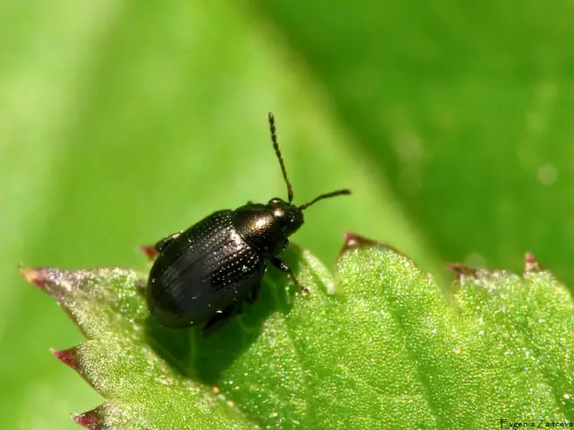 Koude munt (Engels): planten en verzorgen, teeltkenmerken 9074_17