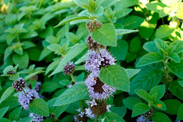 Koude munt (Engels): planten en verzorgen, teeltkenmerken 9074_3