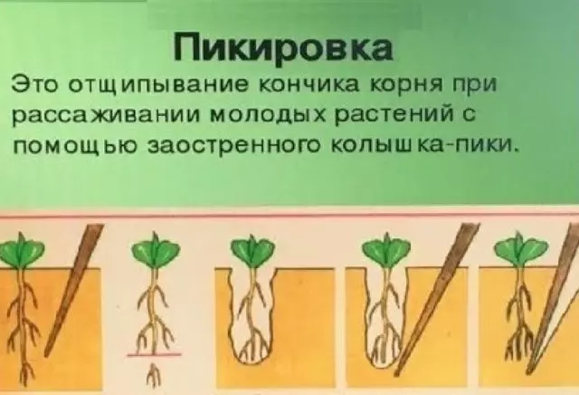 М'ята холодна (англійська): посадка і догляд, особливості вирощування 9074_7