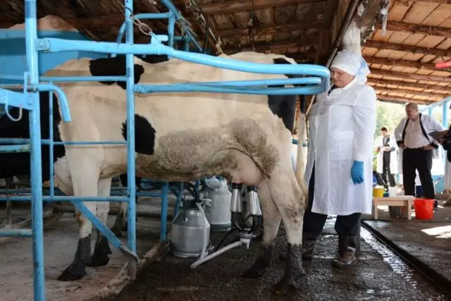 Mesin pemerahan lembu: teknologi moden, bagaimana cara melakukannya sendiri 9080_1