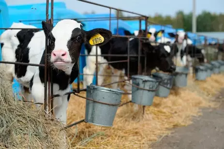 Antibiotic kwa ng'ombe: dhidi ya maambukizo, kwa ukuaji wa haraka, malisho 9089_5