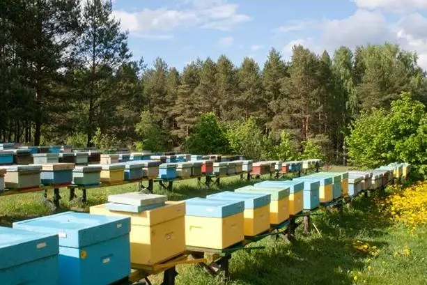 Bir iş olaraq arıçılıq: haradan başlamaq lazımdır, necə uğur qazanmaq olar, qazanclı olub -olmaması yoxlanılır 9099_4