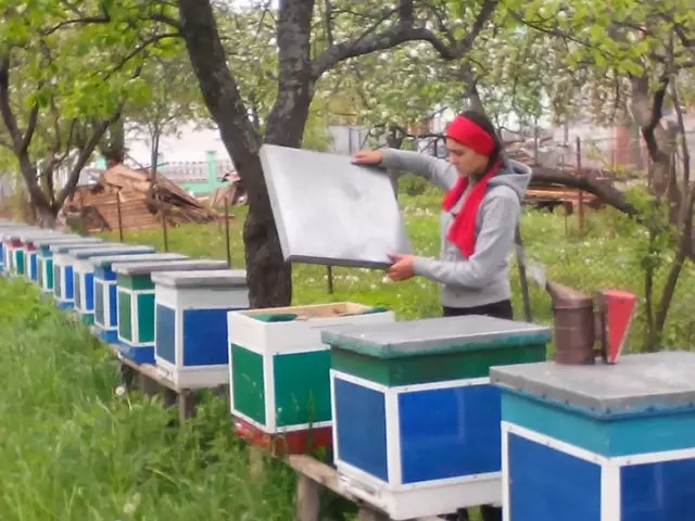 L'apiculture en tant qu'entreprise : par où commencer, comment réussir, rentable ou non, avis 9099_5