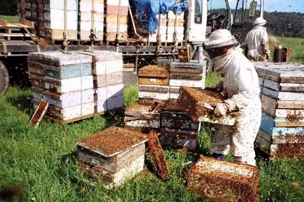 Bijenteelt als bedrijf: waar te beginnen, hoe te slagen, winstgevend of niet, beoordelingen 9099_6