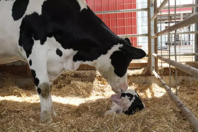 Cara menentukan kehamilan lembu dengan susu: ujian, video 9106_1