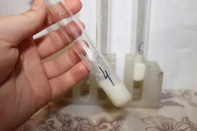 How to determine the pregnancy of a cow by milk: tests, video 9106_2